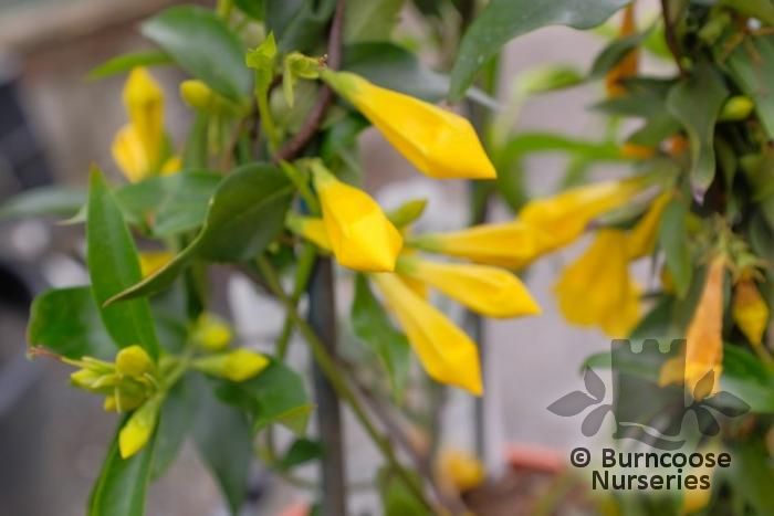 Gelsemium from Burncoose Nurseries