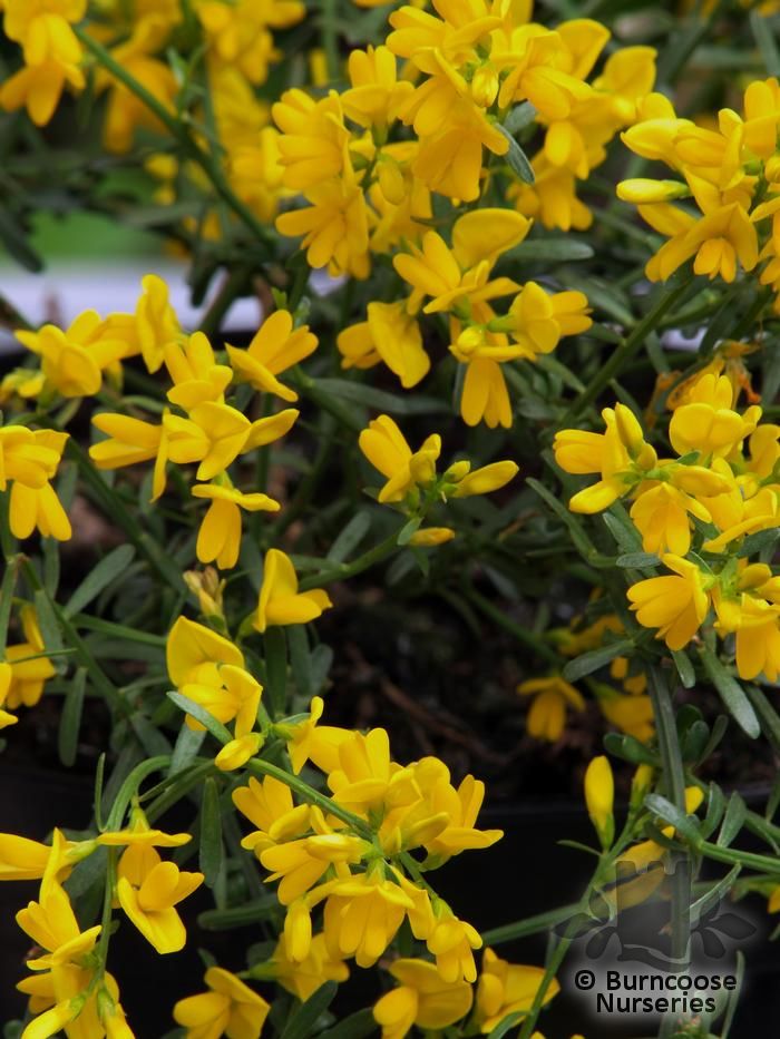 Genista Lydia from Burncoose Nurseries