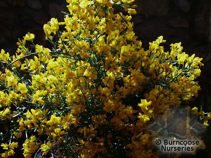 Genista from Burncoose Nurseries