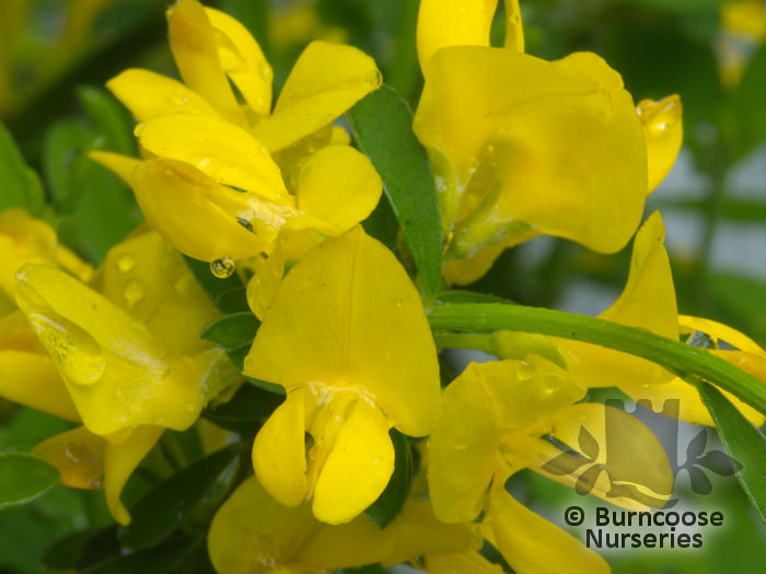 Buy Genista plants from Burncoose Nurseries