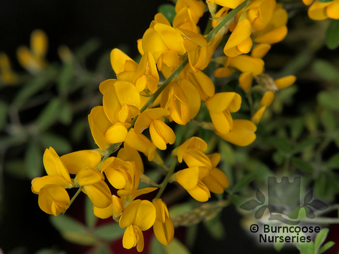 Genista from Burncoose Nurseries