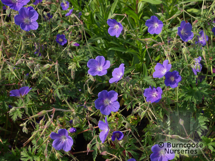 Geranium 'Brookside' from Burncoose Nurseries