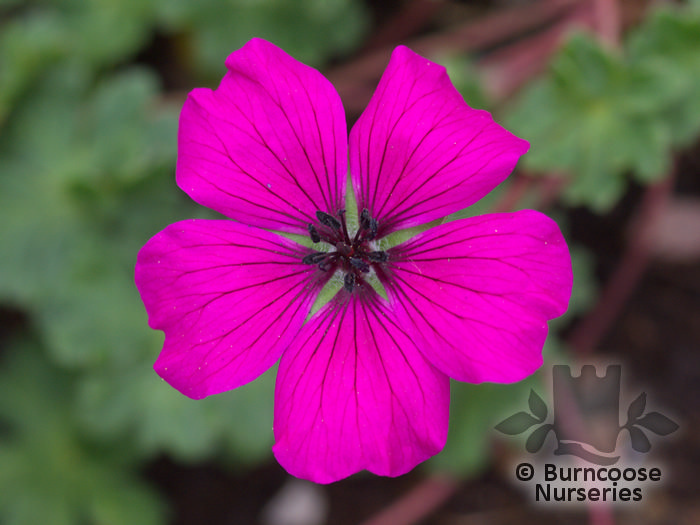 Geranium from Burncoose Nurseries