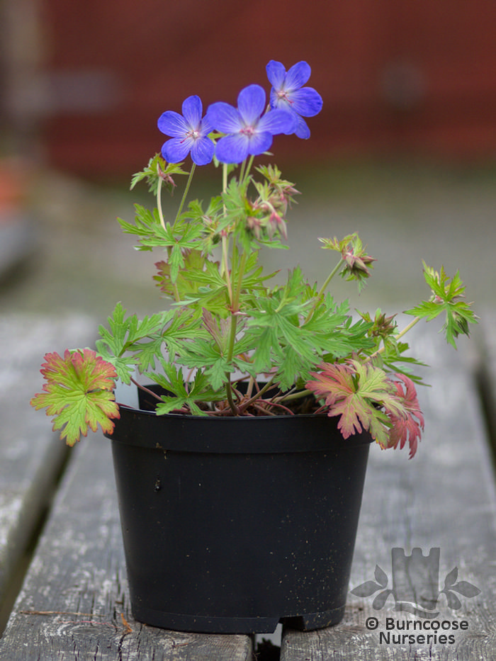 Geranium 'Johnson'S Blue' from Burncoose Nurseries