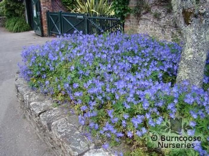 Geranium 'Johnson'S Blue' from Burncoose Nurseries