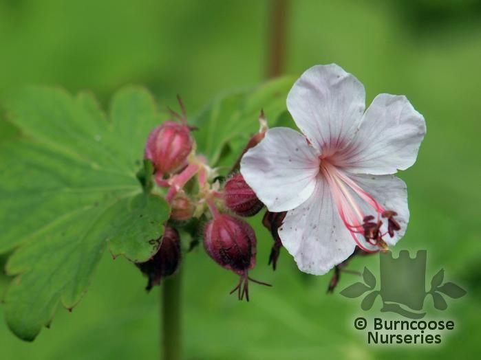 Geranium Macrorrhizum 'Ingwersen'S Variety' from Burncoose Nurseries