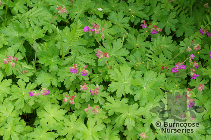 Geranium Macrorrhizum 'Ingwersen'S Variety' from Burncoose Nurseries