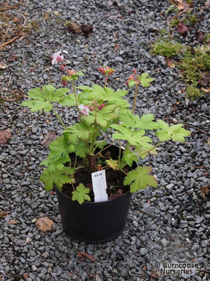 Geranium Macrorrhizum 'Ingwersen'S Variety' from Burncoose Nurseries