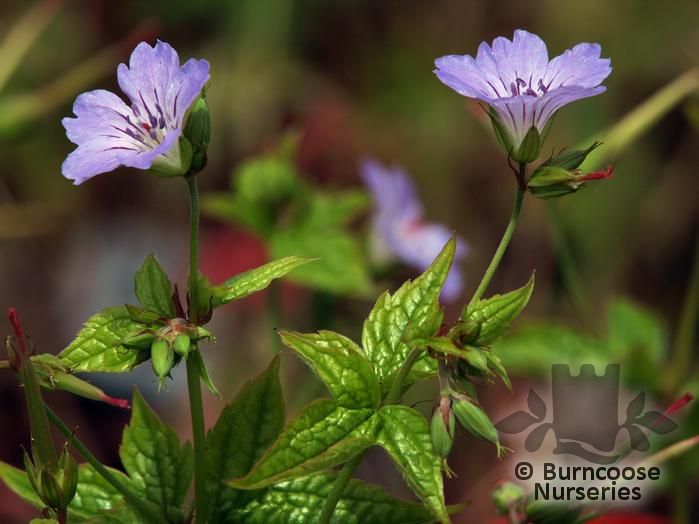 Geranium Nodosum from Burncoose Nurseries