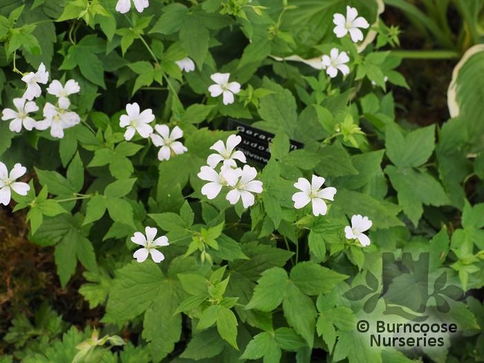 Geranium Nodosum 'Silverwood' from Burncoose Nurseries