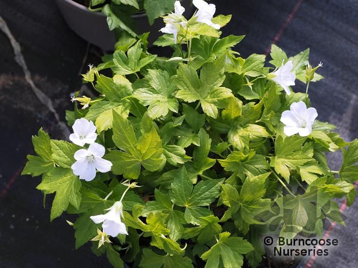 Geranium Nodosum 'Silverwood' from Burncoose Nurseries