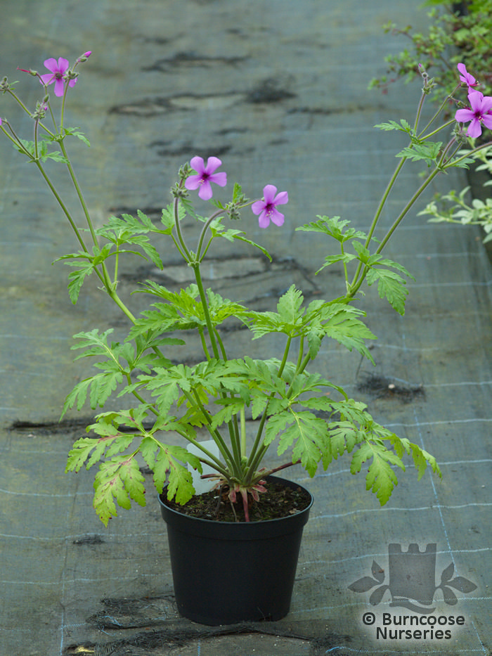 Geranium Palmatum from Burncoose Nurseries