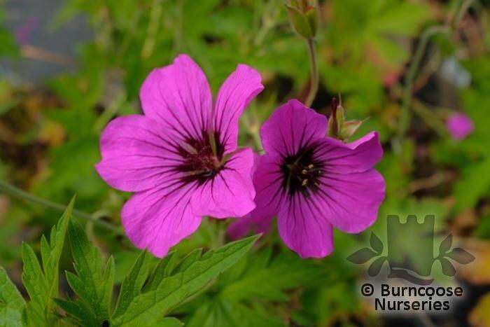 Geranium 'Patricia' from Burncoose Nurseries
