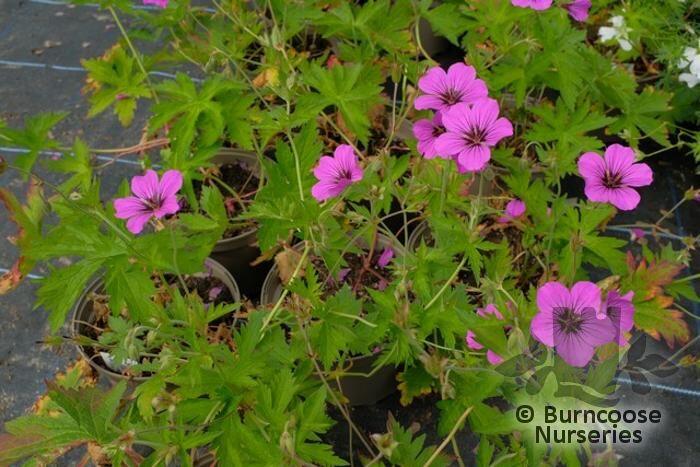 Geranium 'Patricia' from Burncoose Nurseries