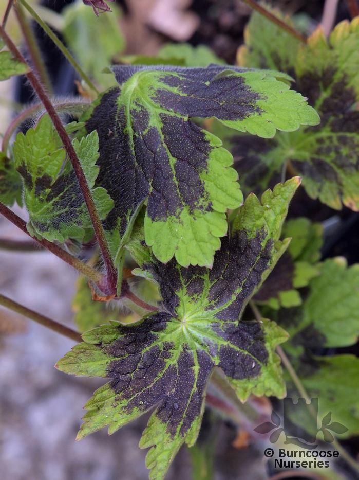 Geranium Phaeum from Burncoose Nurseries