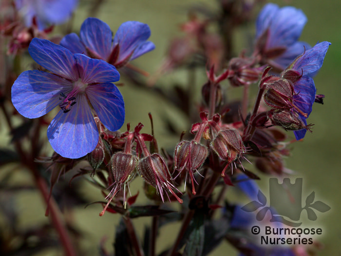 Geranium Pratense 'Black Beauty' from Burncoose Nurseries