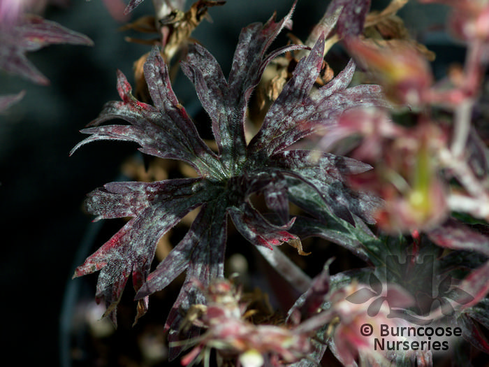 Geranium Pratense 'Black Beauty' from Burncoose Nurseries