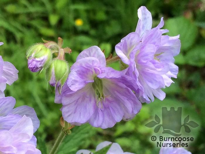 Geranium Pratense 'Cloud Nine' from Burncoose Nurseries