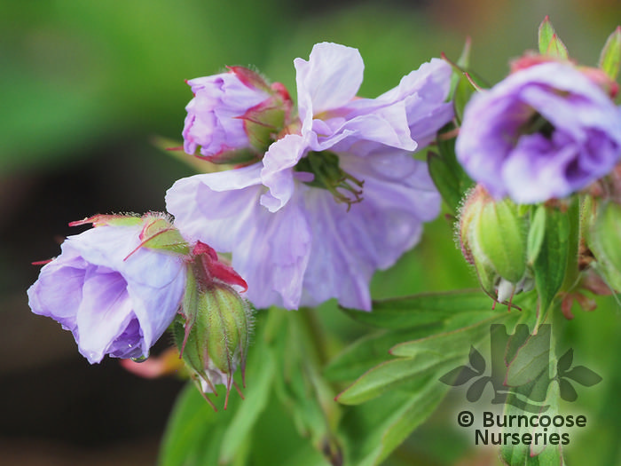 Geranium Pratense 'Cloud Nine' from Burncoose Nurseries
