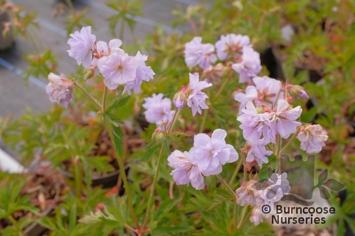 Geranium Pratense 'Cloud Nine' from Burncoose Nurseries