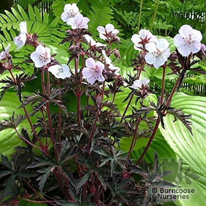 Geranium Pratense 'Purple Ghost' from Burncoose Nurseries