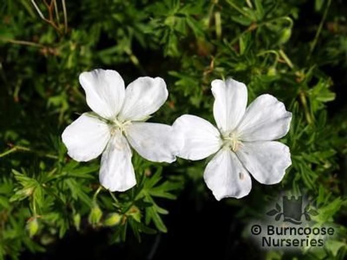 Geranium Sanguineum 'Album' from Burncoose Nurseries