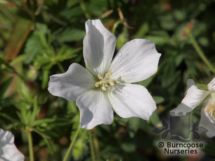 Geranium Sanguineum 'Album' from Burncoose Nurseries