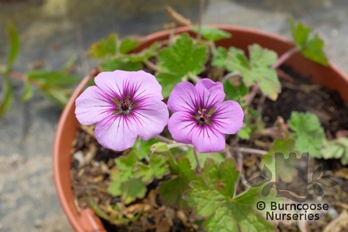 Geranium 'Storm Chaser' from Burncoose Nurseries