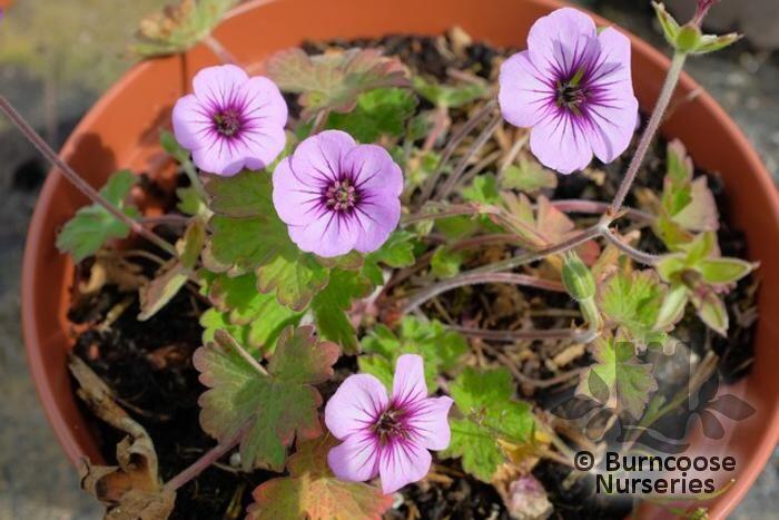 Geranium 'Storm Chaser' from Burncoose Nurseries