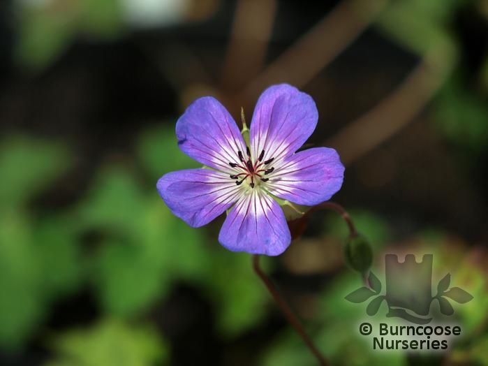 Geranium Wallichianum 'Buxton'S Variety' from Burncoose Nurseries