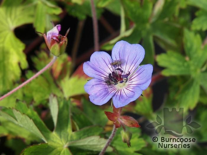 Geranium Wallichianum 'Buxton'S Variety' from Burncoose Nurseries