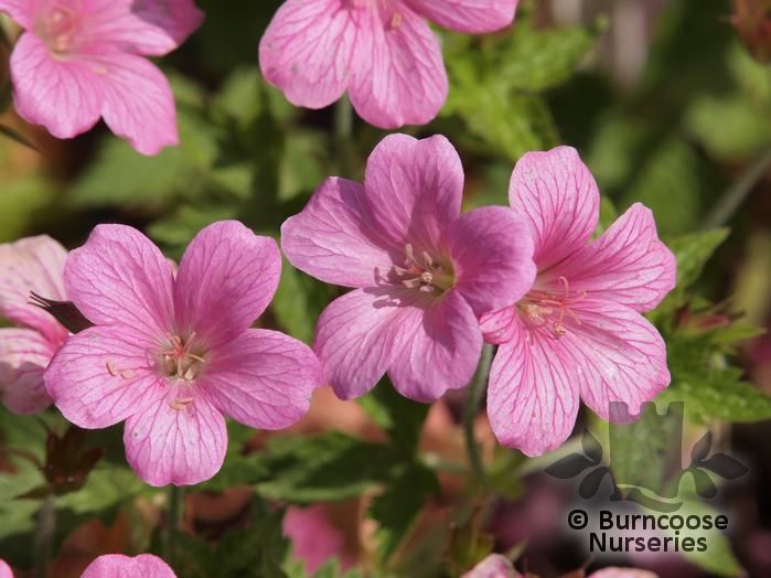 Geranium X Oxonianum 'A.T. Johnson' from Burncoose Nurseries