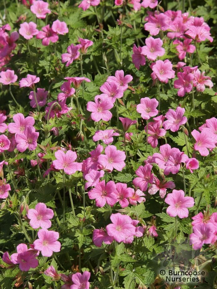 Geranium X Oxonianum 'A.T. Johnson' from Burncoose Nurseries