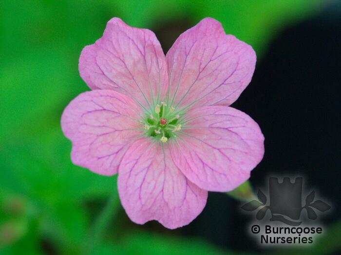 Geranium X Oxonianum 'Wargrave Pink' from Burncoose Nurseries