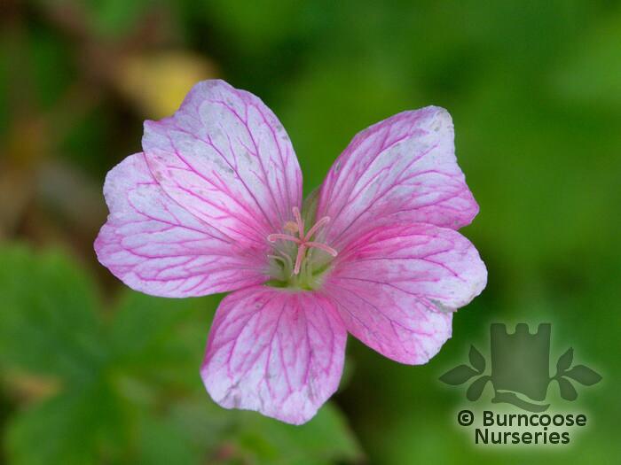Geranium X Oxonianum 'Wargrave Pink' from Burncoose Nurseries