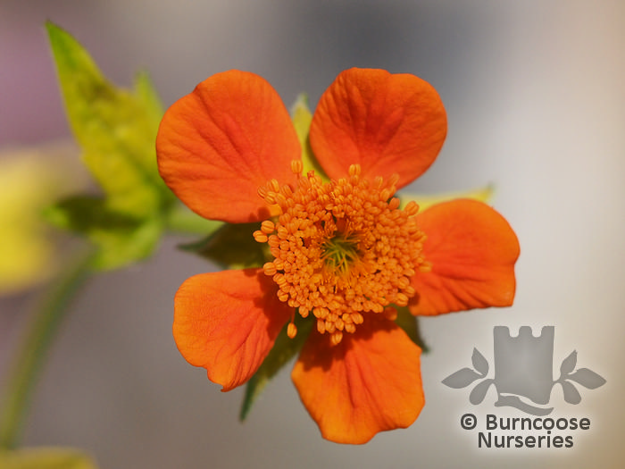 Geum from Burncoose Nurseries
