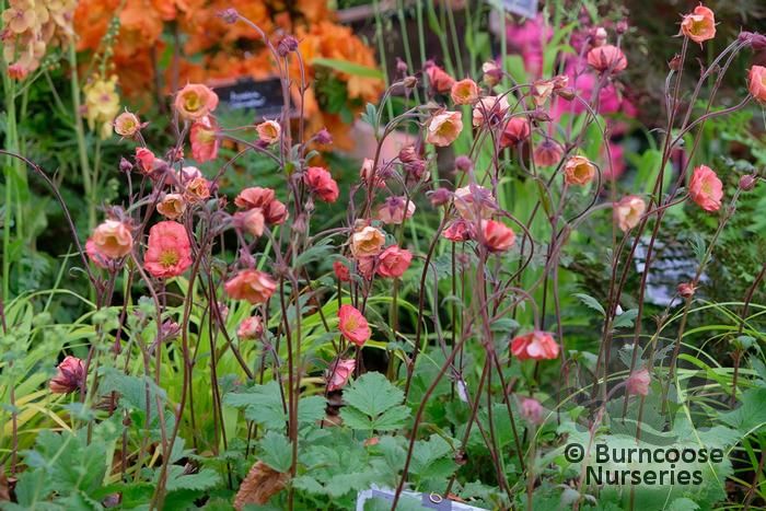 Geum from Burncoose Nurseries