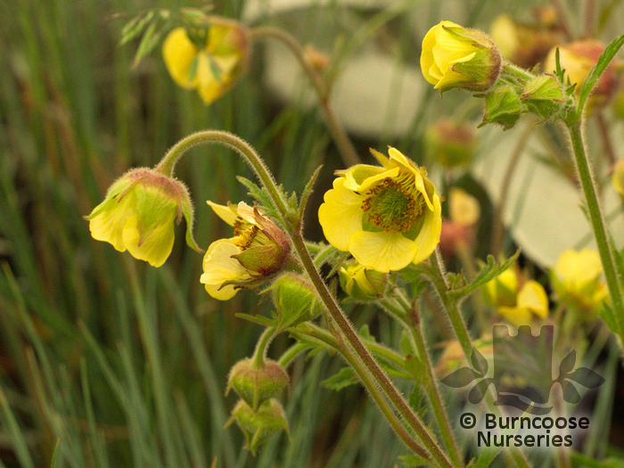 Geum from Burncoose Nurseries