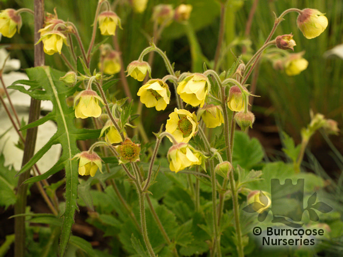 Geum 'Lemon Drops' from Burncoose Nurseries