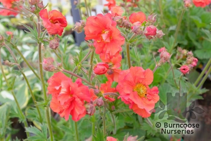 Geum 'Scarlet Tempest' from Burncoose Nurseries