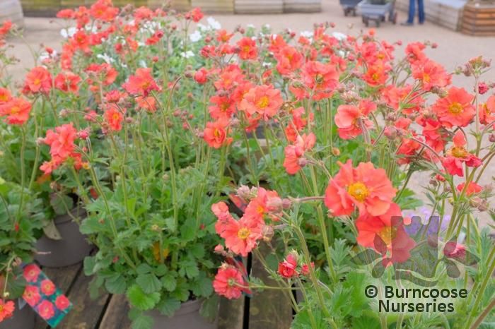Geum 'Scarlet Tempest' from Burncoose Nurseries