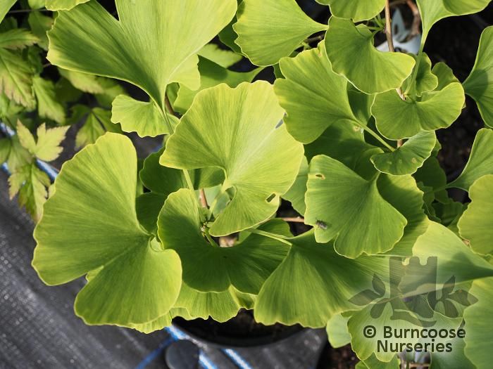 Ginkgo Biloba 'Princeton Sentry' from Burncoose Nurseries