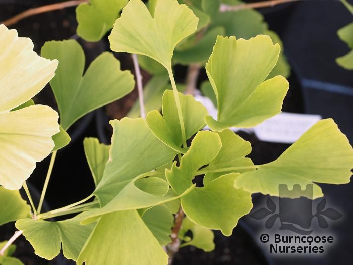 Ginkgo Biloba 'Princeton Sentry' from Burncoose Nurseries