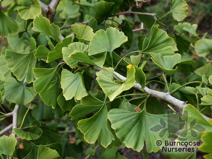 Ginkgo Biloba 'Autumn Gold' from Burncoose Nurseries