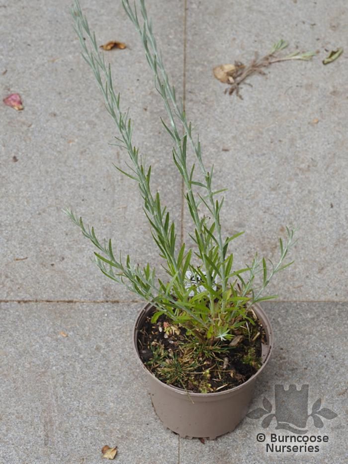 Gomphostigma Virgatum from Burncoose Nurseries