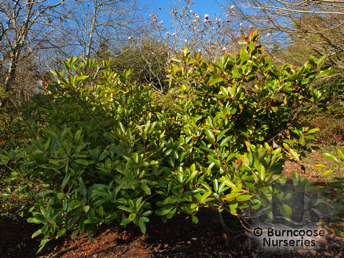 Gordonia from Burncoose Nurseries