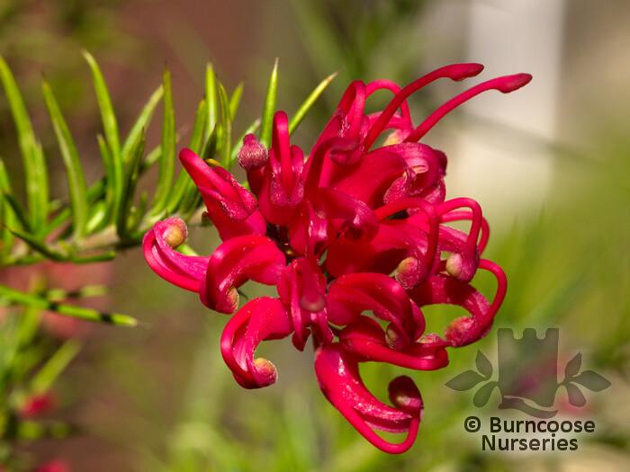 Grevillea 'Canberra Gem' from Burncoose Nurseries
