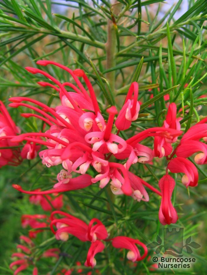 Grevillea 'Canberra Gem' from Burncoose Nurseries