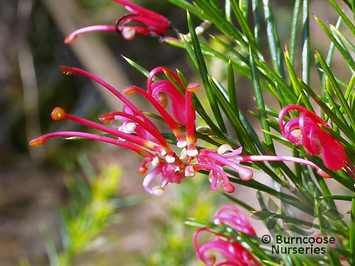 Grevillea Juniperina from Burncoose Nurseries