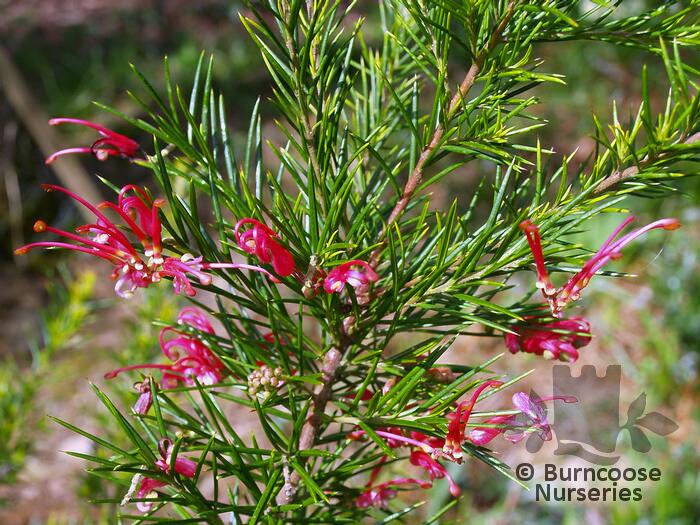 Grevillea Juniperina from Burncoose Nurseries